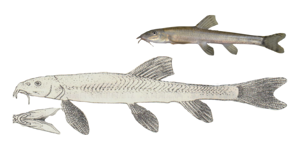 一起来认识北京市重点保护鱼类_北京日报网