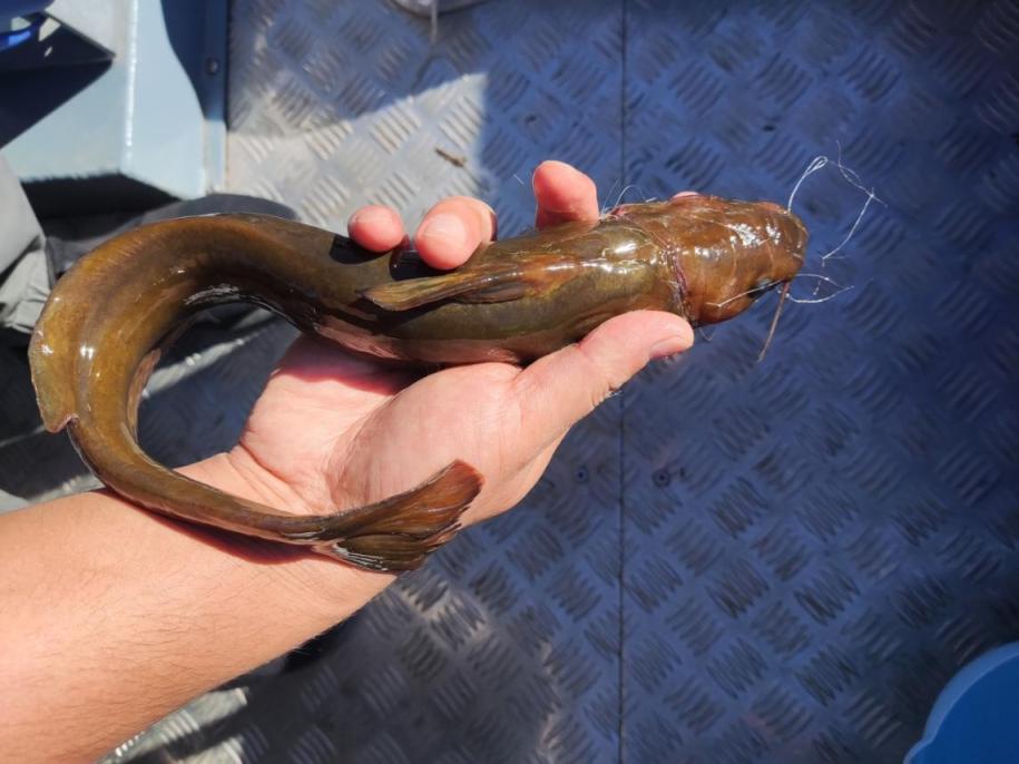 一起来认识北京市重点保护鱼类_北京日报网