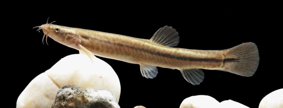 一起来认识北京市重点保护鱼类_北京日报网