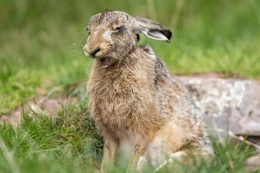 兔年说兔丨101种兔子中谁才是十二生肖中的“兔”？_北京日报网