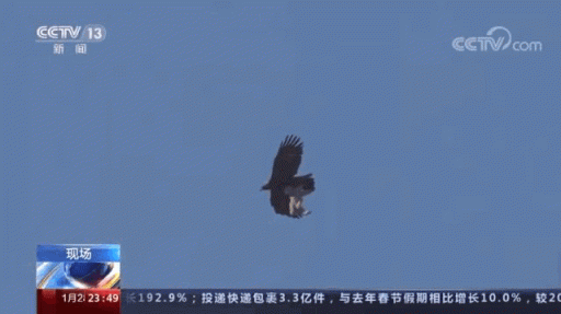 金雕捕羊震撼一幕！被“拎走”的羊在空中挣扎，罕见画面曝光