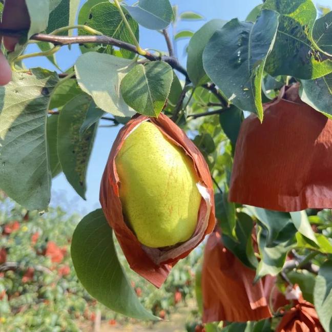 畅玩！采摘、市集、露营……想你所想！长阳农场金秋丰收文化节来啦~_京报网